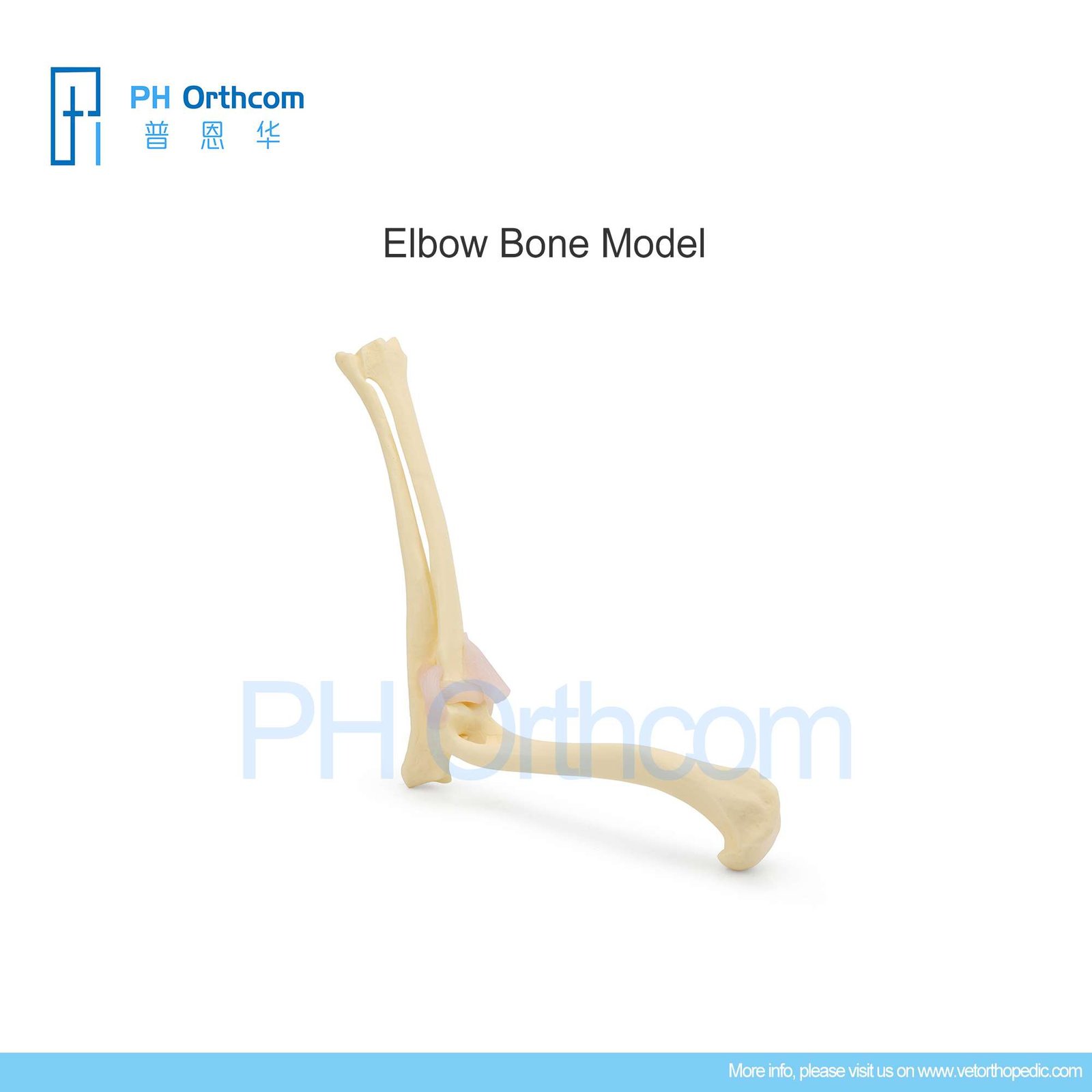 Elbow Joint Bone Model - PH Orthcom-Veterinary Orthopaedic Implants ...
