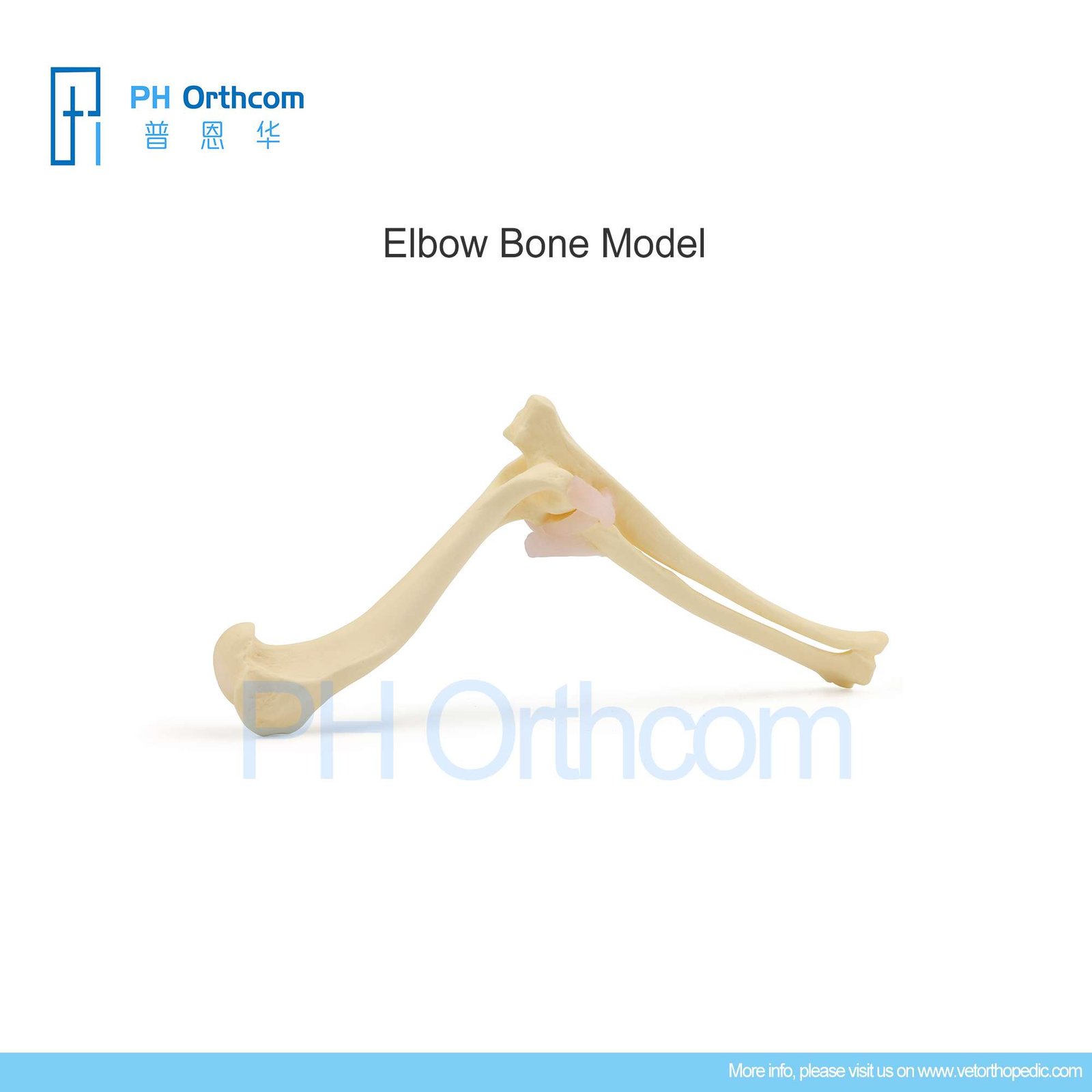 Elbow Joint Bone Model - PH Orthcom-Veterinary Orthopaedic Implants ...