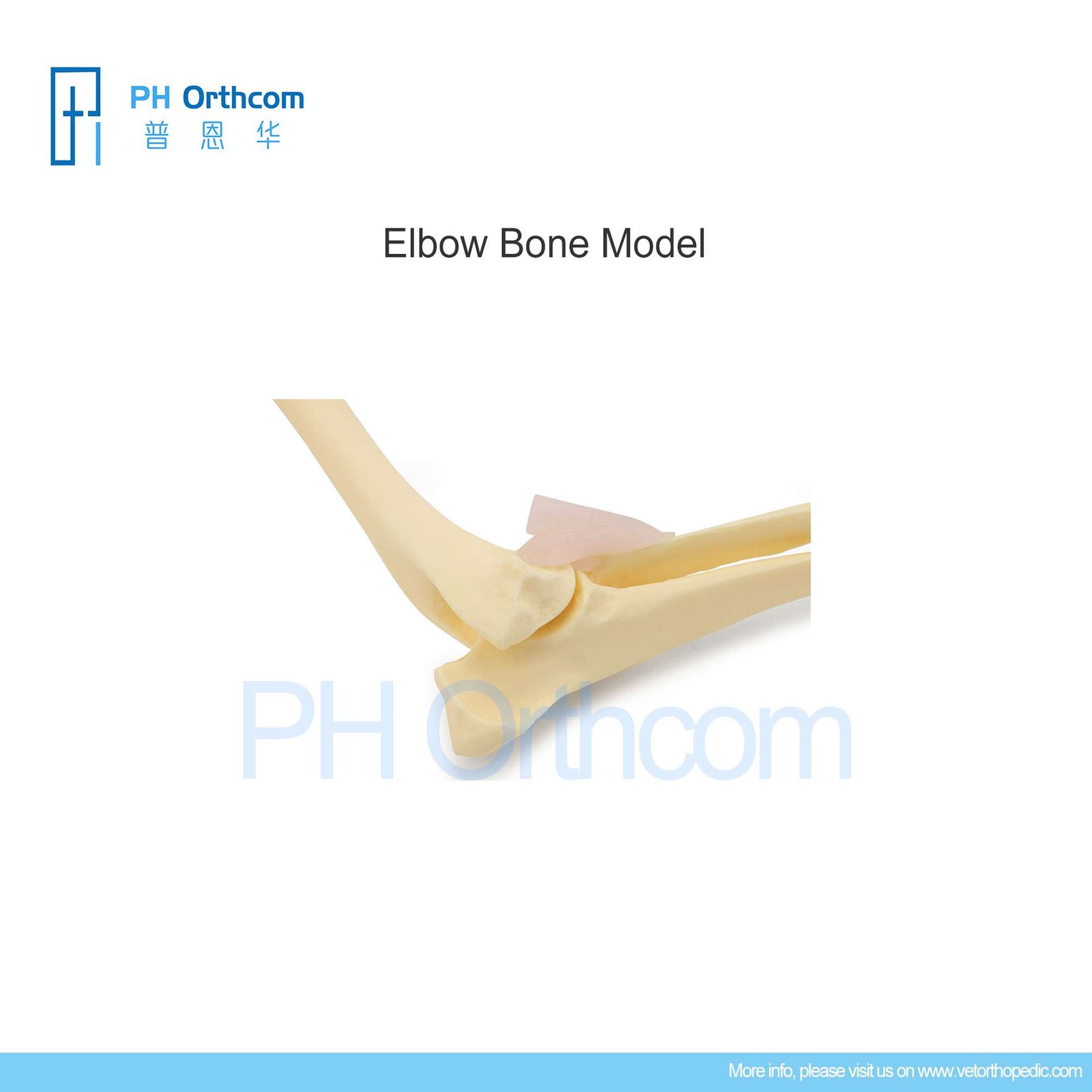 Elbow Joint Bone Model - PH Orthcom-Veterinary Orthopaedic Implants ...