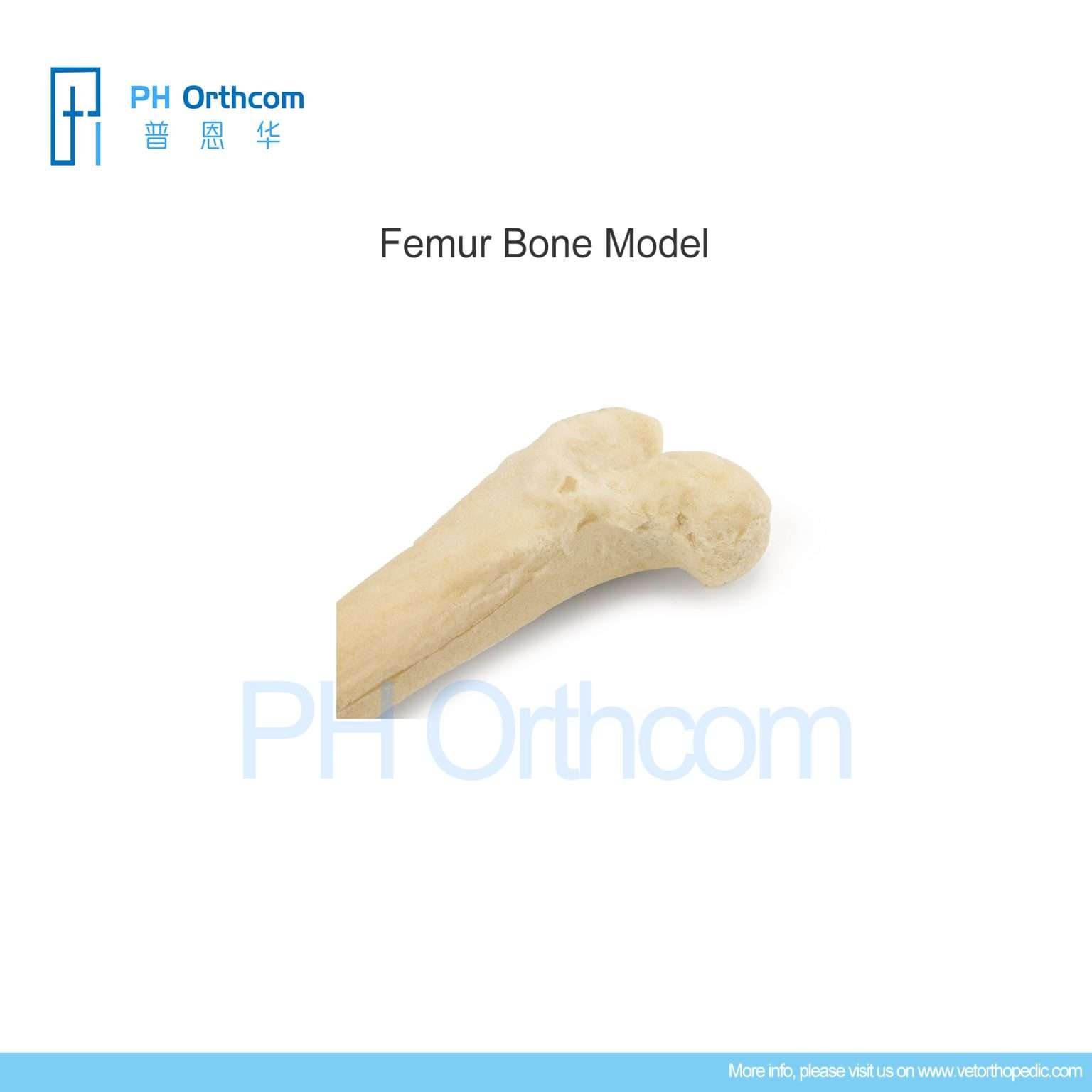 Femur Bone Model - PH Orthcom-Veterinary Orthopaedic Implants Manufacturer