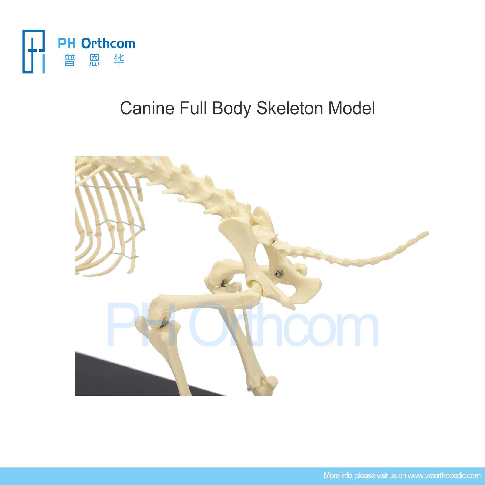 Canine Full Body Skeleton Model - PH Orthcom-Veterinary Orthopaedic ...