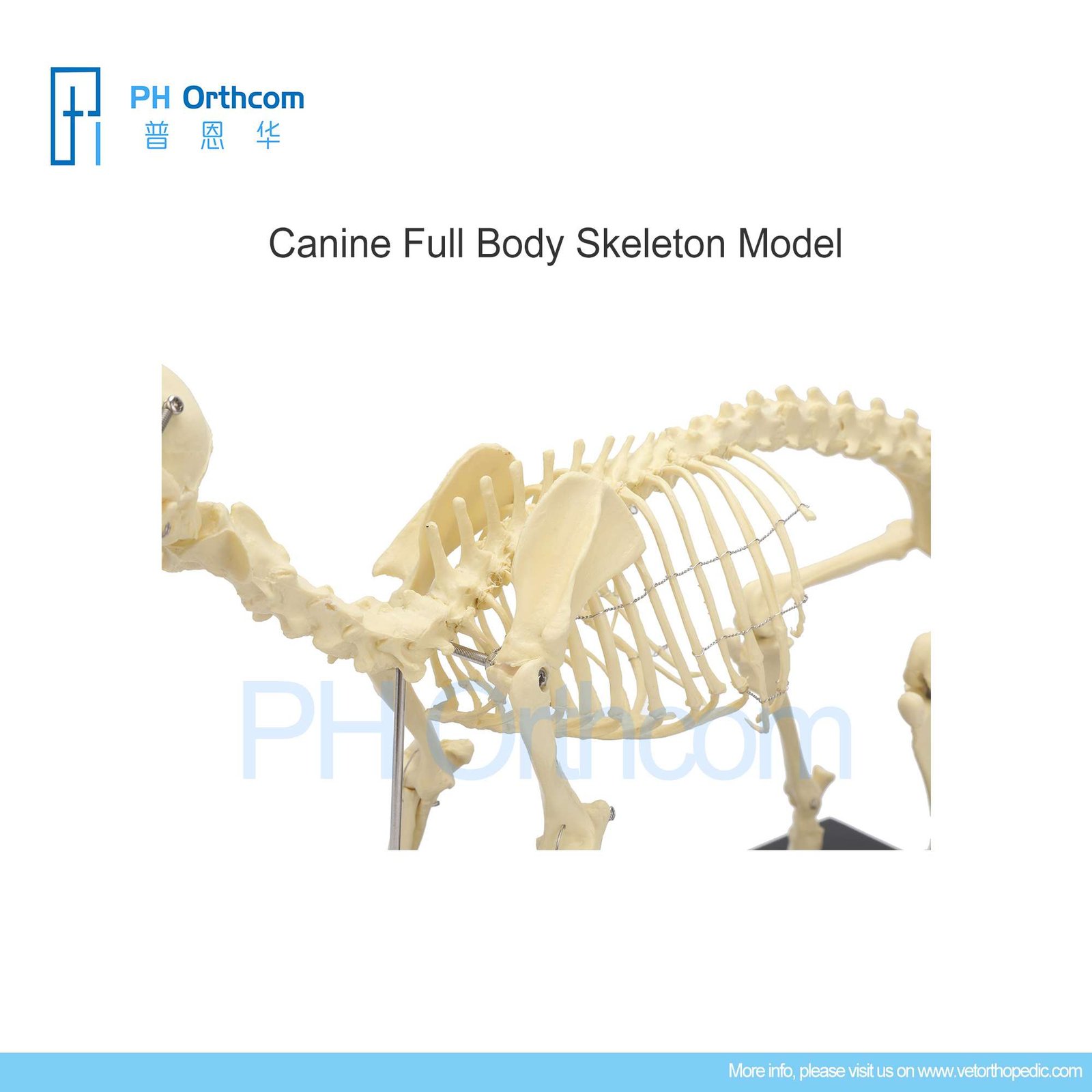 Canine Full Body Skeleton Model - PH Orthcom-Veterinary Orthopaedic ...