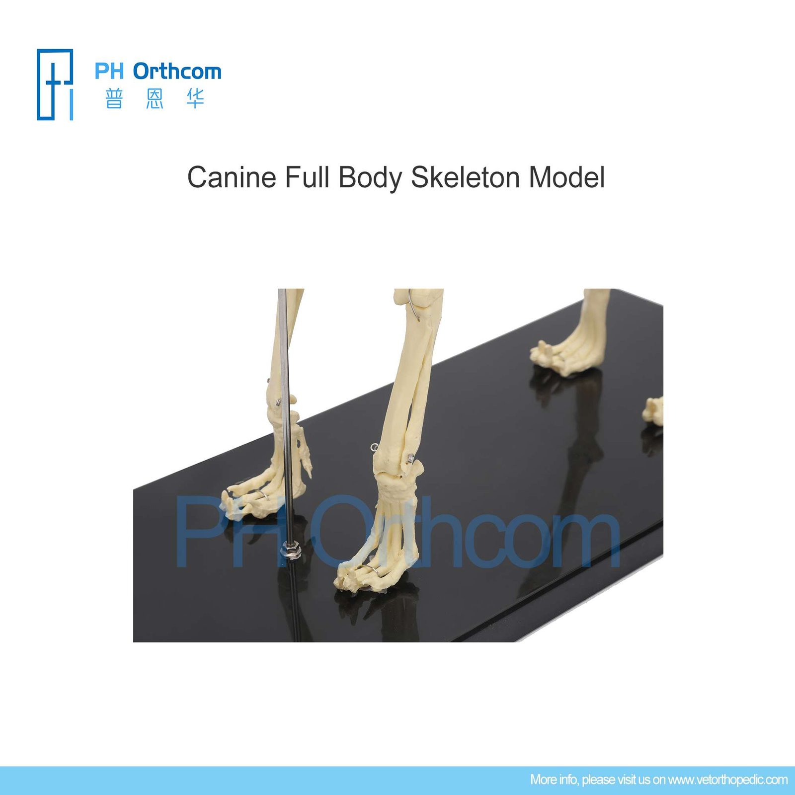 Canine Full Body Skeleton Model - PH Orthcom-Veterinary Orthopaedic ...