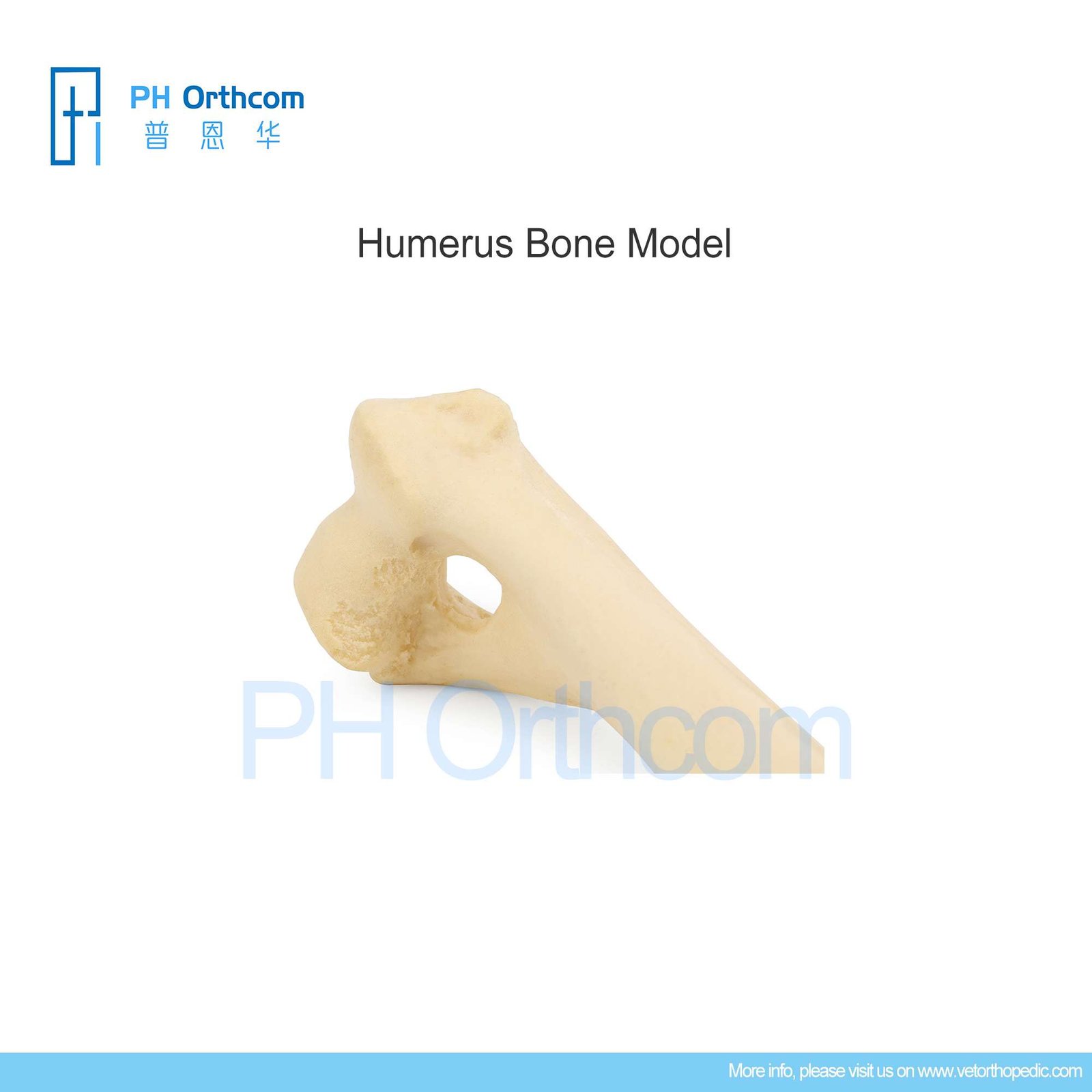 Humerus Bone Model - PH Orthcom-Veterinary Orthopaedic Implants ...