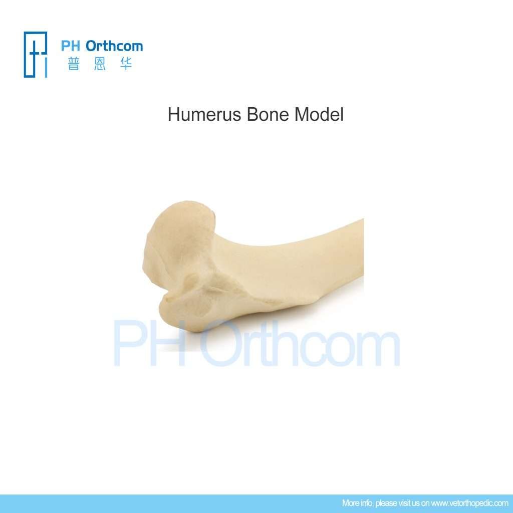 Humerus Bone Model - PH Orthcom-Veterinary Orthopaedic Implants ...