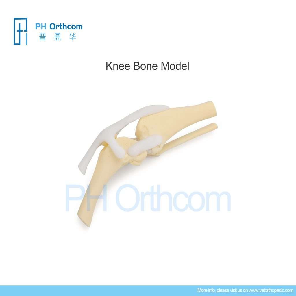 Knee Joint Bone Model - PH Orthcom-Veterinary Orthopaedic Implants ...