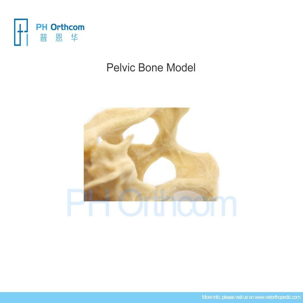 Pelvic Bone Model - PH Orthcom-Veterinary Orthopaedic Implants Manufacturer