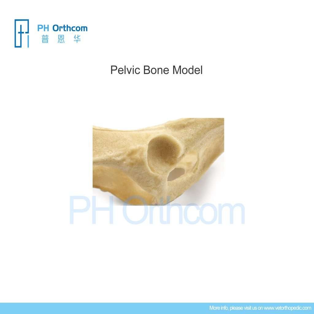 Pelvic Bone Model - PH Orthcom-Veterinary Orthopaedic Implants Manufacturer