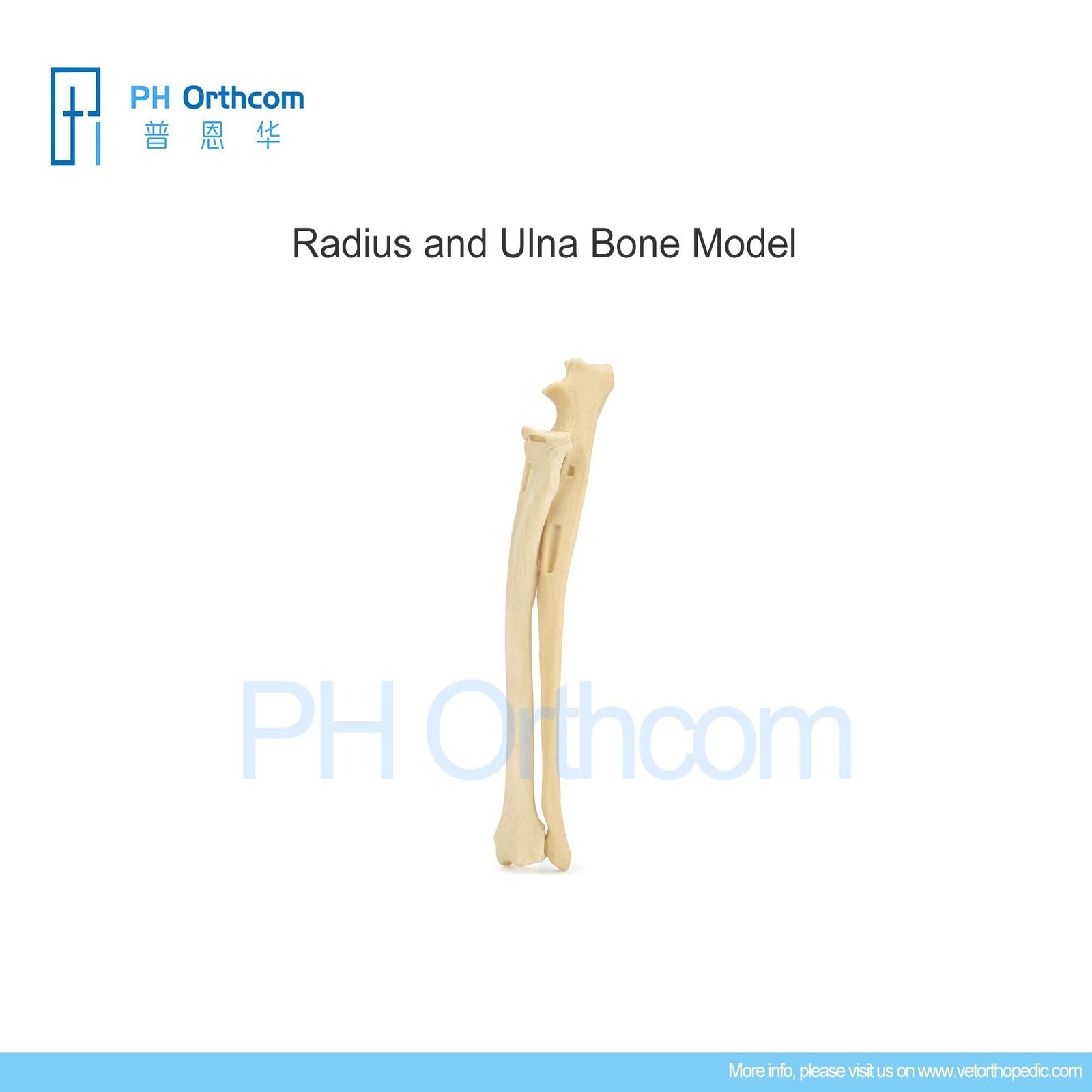 Radius and Ulna Bone Model - PH Orthcom-Veterinary Orthopaedic Implants ...