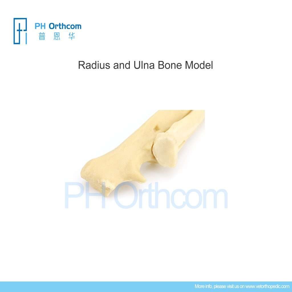 Radius and Ulna Bone Model, 2pcs/package - PH Orthcom-Veterinary ...