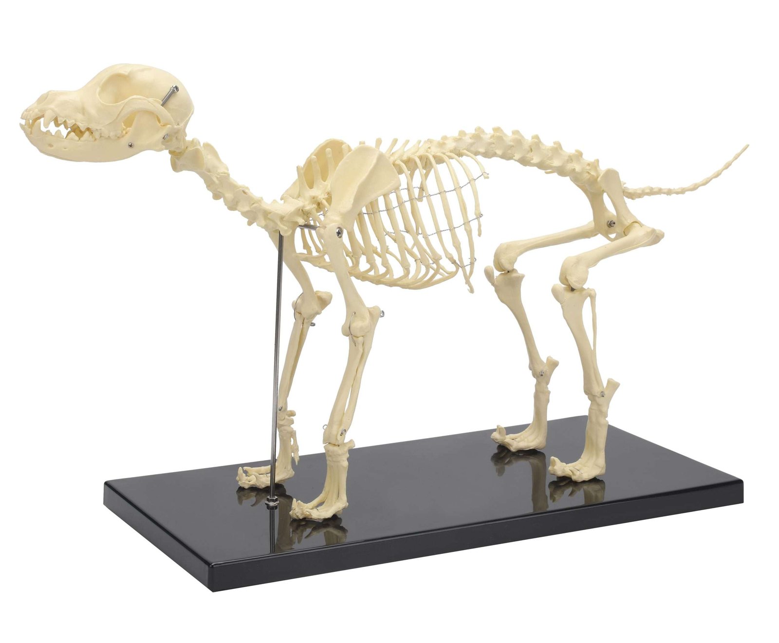 Canine Full Body Skeleton Model – PH Orthcom–Veterinary Orthopaedic ...