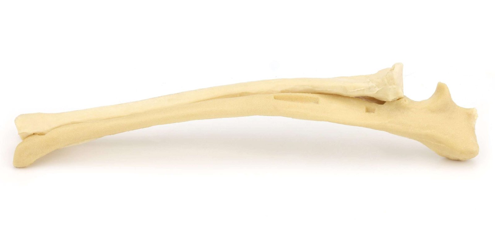 Radius and Ulna Bone Model – PH Orthcom–Veterinary Orthopaedic Implants ...