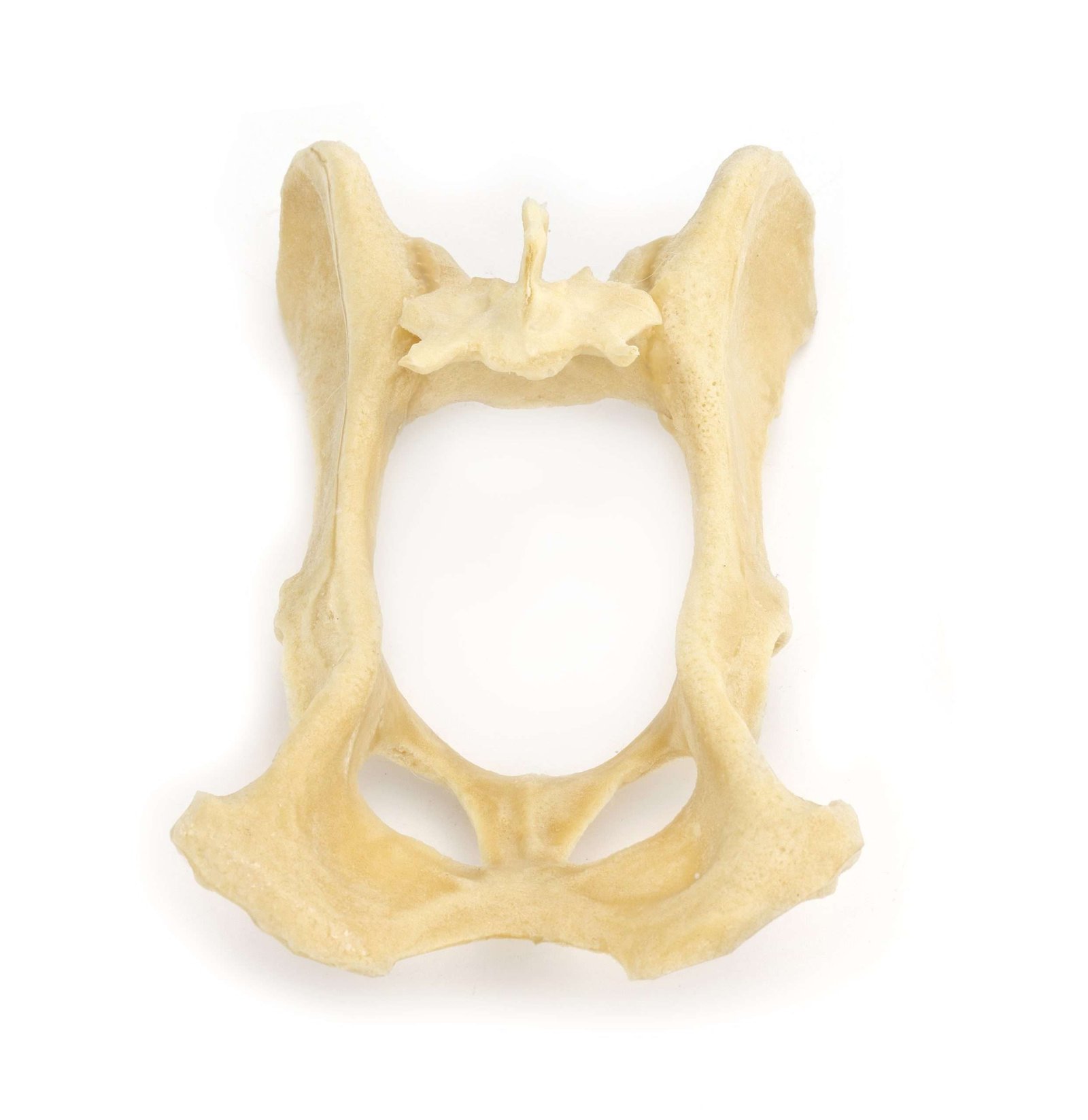 Pelvic Bone Model – PH Orthcom–Veterinary Orthopaedic Implants Manufacturer