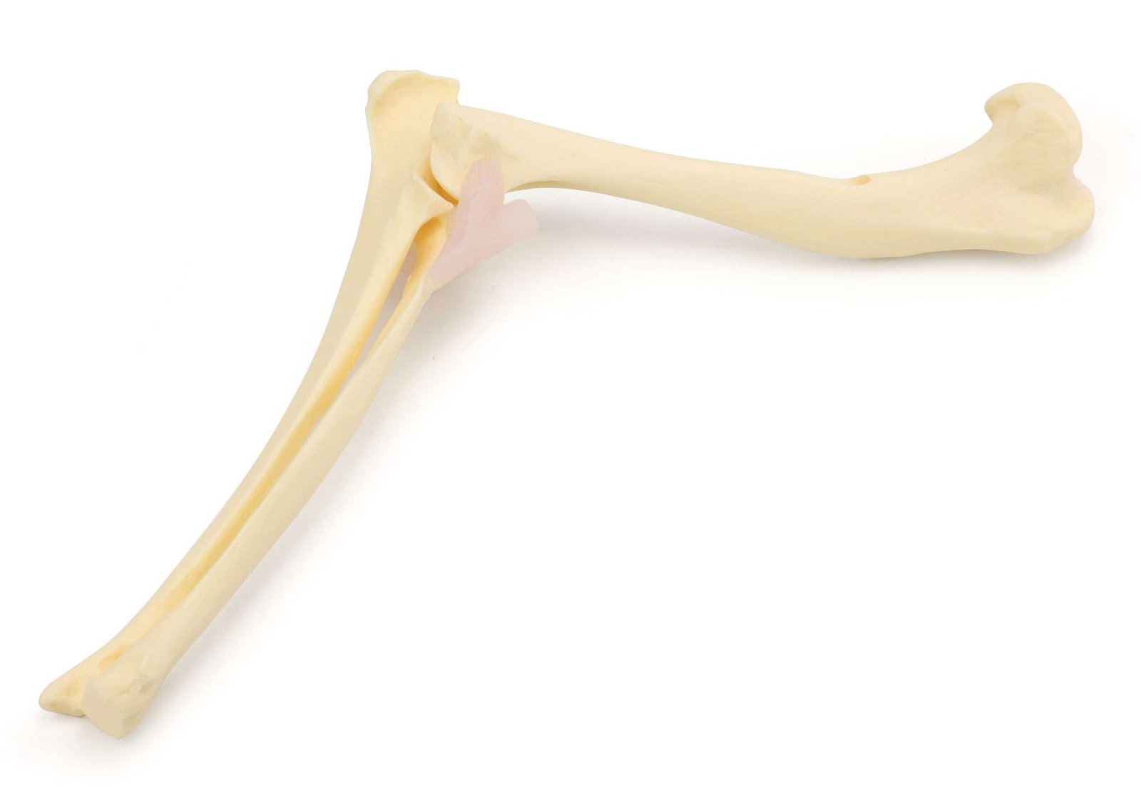 Elbow Joint Bone Model – PH Orthcom Orthopedic-Veterinary Orthopaedic ...